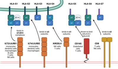 Frontiers | Role of HLA-G in Viral Infections