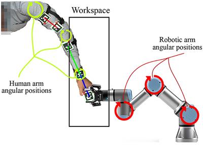 Frontiers | A Bio-Inspired Mechanism for Learning Robot Motion From ...