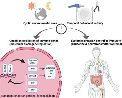 Frontiers | Macrophage Meets the Circadian Clock: Implication of the ...