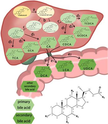 Frontiers | Bile Acid Detection Techniques and Bile Acid-Related Diseases