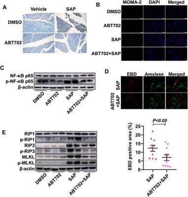 Frontiers | Adenosine Kinase Inhibition Prevents Severe Acute ...