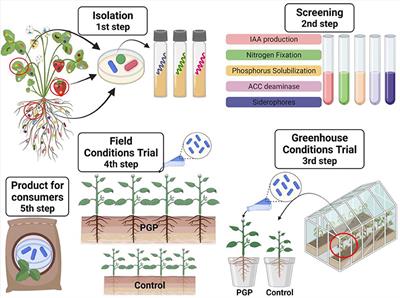Frontiers | The bacterial world inside the plant