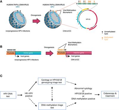 Frontiers | Detection of Host Cell Gene/HPV DNA Methylation Markers: A ...