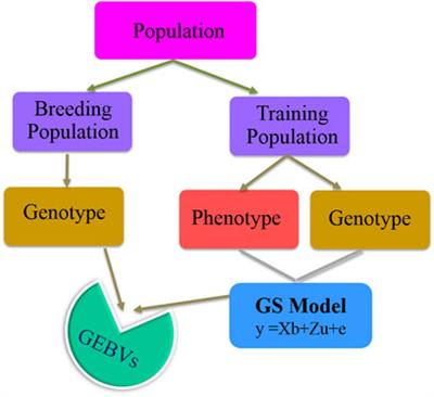 Frontiers | Genomic Selection: A Tool for Accelerating the Efficiency ...