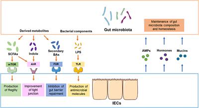 Frontiers | Crosstalk Between the Gut Microbiota and Epithelial Cells ...