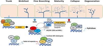 Frontiers | Multifarious and Interactive Roles of GRAS Transcription ...