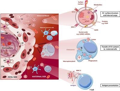 Frontiers | Synergies of Extracellular Vesicles and Microchimerism in ...