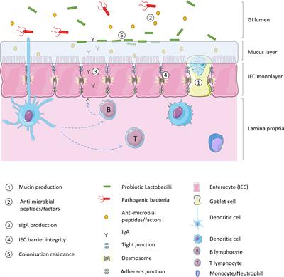 Frontiers | Lactobacillus spp. for Gastrointestinal Health: Current and ...