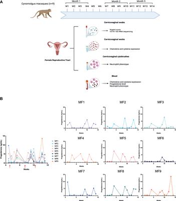 Frontiers | Local Innate Markers and Vaginal Microbiota Composition Are ...