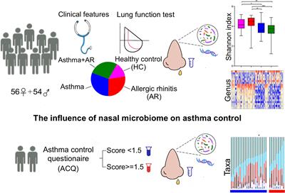 Frontiers | Nasal Bacterial Microbiome Differs Between Healthy Controls ...
