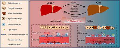 Frontiers | Understanding the Unique Microenvironment in the Aging Liver