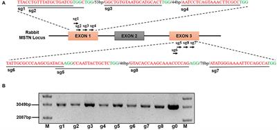 Frontiers | Generation of Heritable Prominent Double Muscle Buttock ...