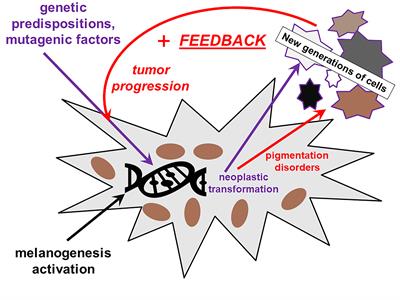 Frontiers | Melanoma, Melanin, and Melanogenesis: The Yin and Yang ...