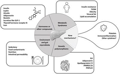Frontiers | Platelets in Non-alcoholic Fatty Liver Disease