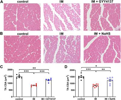 Frontiers | H2S Protects Against Immobilization-Induced Muscle Atrophy ...
