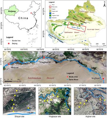 Frontiers | Population Structure and Spatial Distribution Pattern of ...