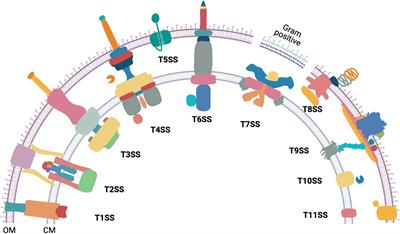 Frontiers | Design Principles of the Rotary Type 9 Secretion System