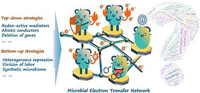 Frontiers | Perspectives on Microbial Electron Transfer Networks for ...
