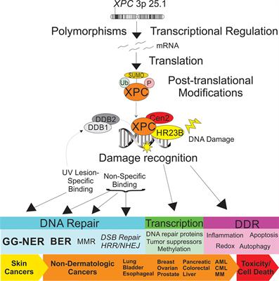 Frontiers | Xeroderma Pigmentosum Complementation Group C (XPC ...