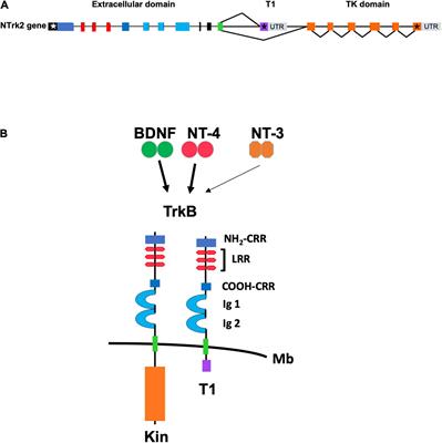 Frontiers | TrkB Truncated Isoform Receptors as Transducers and ...