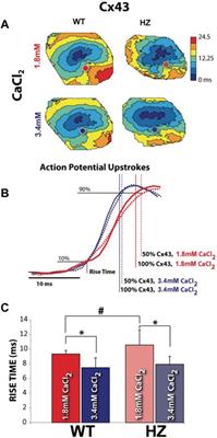 Frontiers | Ephaptic Coupling Is a Mechanism of Conduction Reserve ...