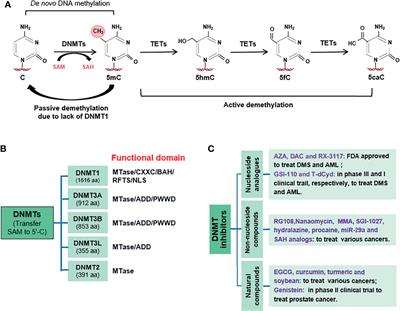 Frontiers | Targeting Epigenetic Regulatory Enzymes for Cancer ...