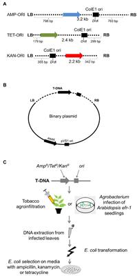 Frontiers | Characterization of T-Circles and Their Formation Reveal ...