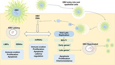 Frontiers | How Does Epstein–Barr Virus Interact With Other Microbiomes ...