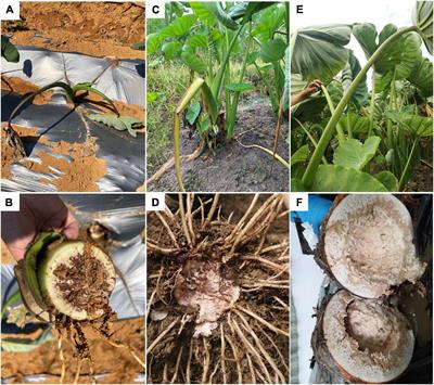 Frontiers | Isolation and Genome Analysis of Pectobacterium colocasium ...
