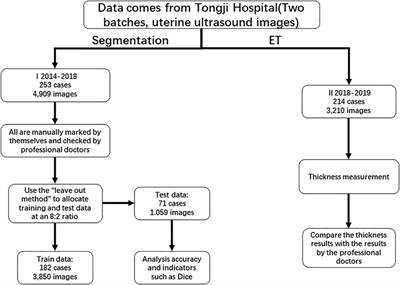 Endometrial Stripe Thickness Chart