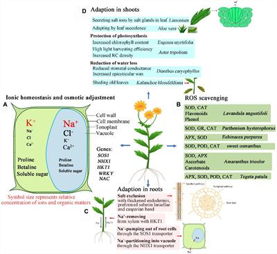 Frontiers | Mechanisms of Salt Tolerance and Molecular Breeding of Salt ...