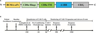Frontiers | Clinical Outcomes of BCMA CAR-T Cells in a Multiple Myeloma ...