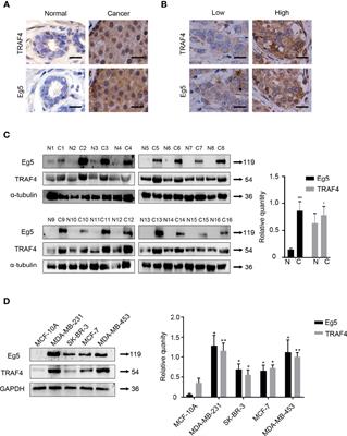 Frontiers | TRAF4 Inhibits the Apoptosis and Promotes the Proliferation ...