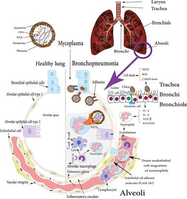 Frontiers | Mycoplasmas as Host Pantropic and Specific Pathogens ...