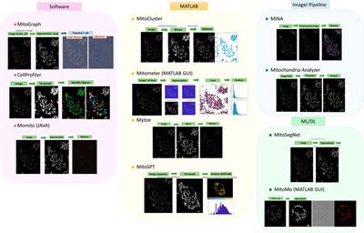 Frontiers | Image Analysis of the Mitochondrial Network Morphology With ...