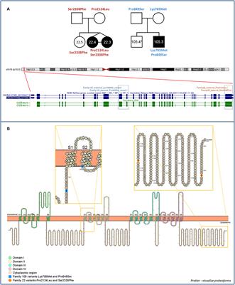 Frontiers | Contribution of CACNA1H Variants in Autism Spectrum ...