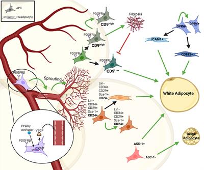 Frontiers | Immune Cell Regulation of White Adipose Progenitor Cell Fate
