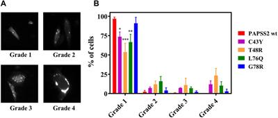 Frontiers | Disease-Related Protein Variants of the Highly Conserved ...