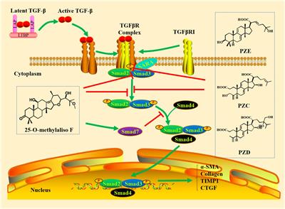 Frontiers | TGF-β/Smad Signaling Pathway in Tubulointerstitial Fibrosis