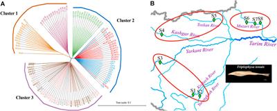 Frontiers | Population Structure, Genetic Diversity and Differentiation ...