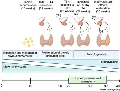 Frontiers | Congenital Hypothyroidism in Preterm Newborns – The ...