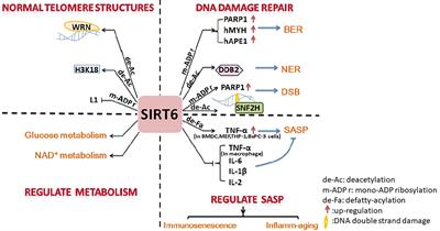 Frontiers | SIRT6 Widely Regulates Aging, Immunity, and Cancer