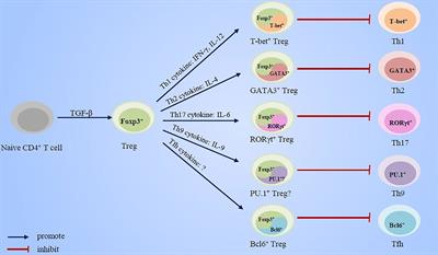 Frontiers | The Mechanisms of Effector Th Cell Responses Contribute to ...