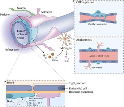 Frontiers | The Role of Pericytes in Ischemic Stroke: Fom Cellular ...