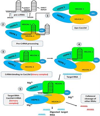 Frontiers | Cas13d: A New Molecular Scissor for Transcriptome Engineering