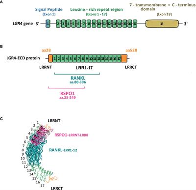 Frontiers | LGR4, a G Protein-Coupled Receptor With a Systemic Role ...