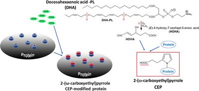 Frontiers | Modification of Extracellular Matrix by the Product of DHA ...