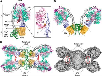 Frontiers | The ATPase Inhibitory Factor 1 is a Tissue-Specific ...