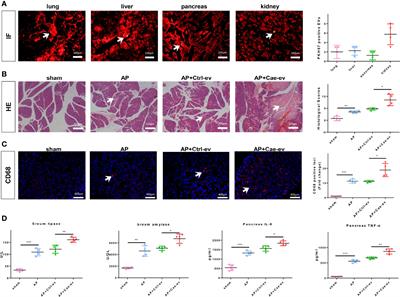 Frontiers | Acinar Cell-Derived Extracellular Vesicle MiRNA-183-5p ...