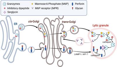 Frontiers | Locked and Loaded: Mechanisms Regulating Natural Killer ...
